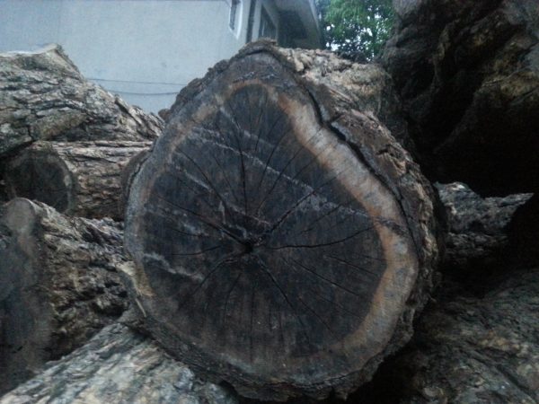 Gỗ mun là gì? Phân loại gỗ mun trong chế biến gỗ - Gỗ Phương Đông